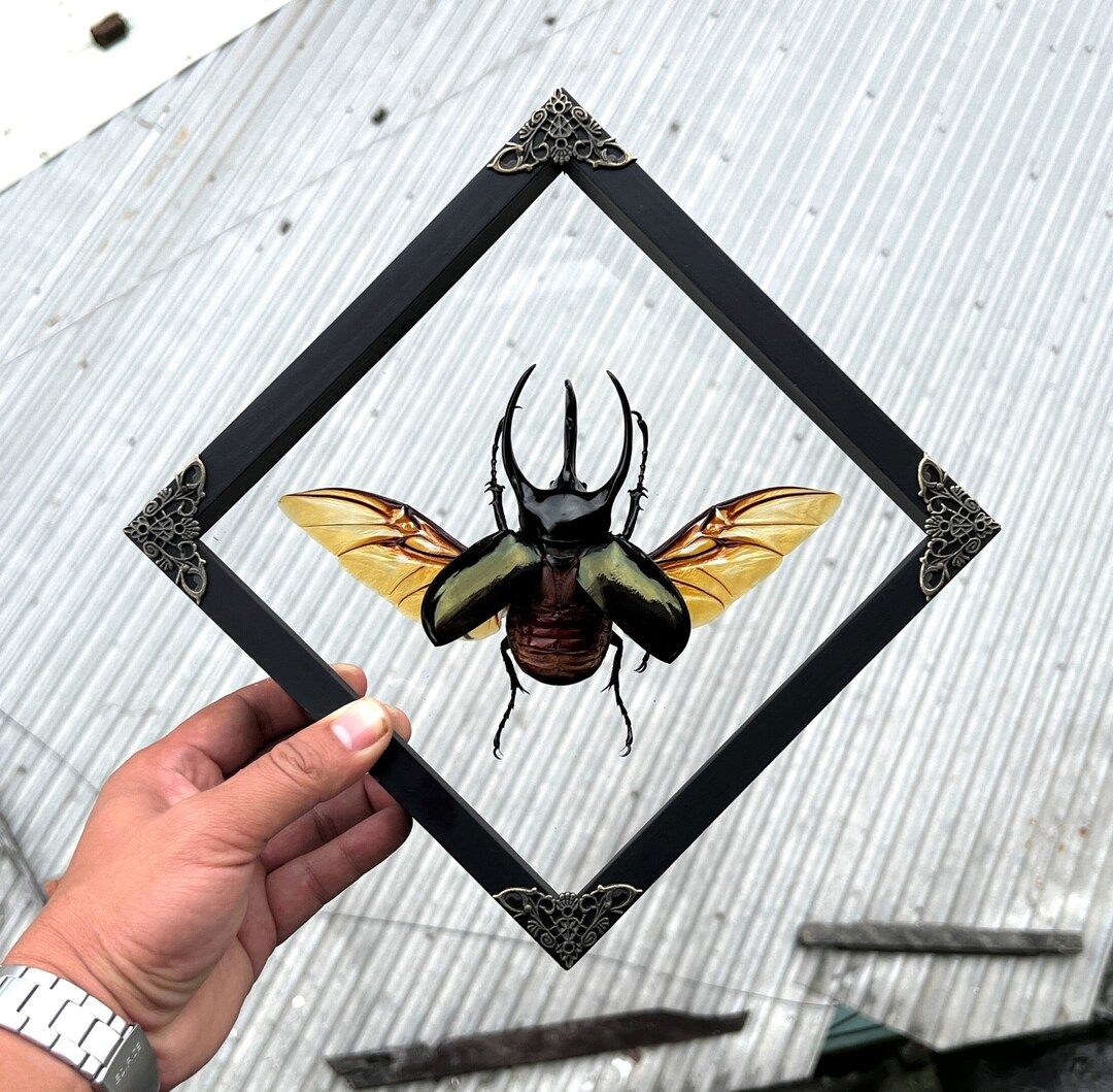 Framed Giant Atlas Beetle Collection Display Insect Specimen - Etsy