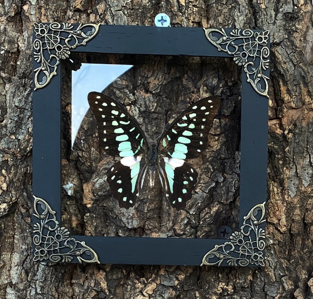Handmade Framed Butterfly Shadow Box Insect Decor Dried Butterfly ...