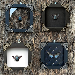 Vintage Framed Blue Carpenter Bee Dried Taxidermy Beetle Bug Frame ...