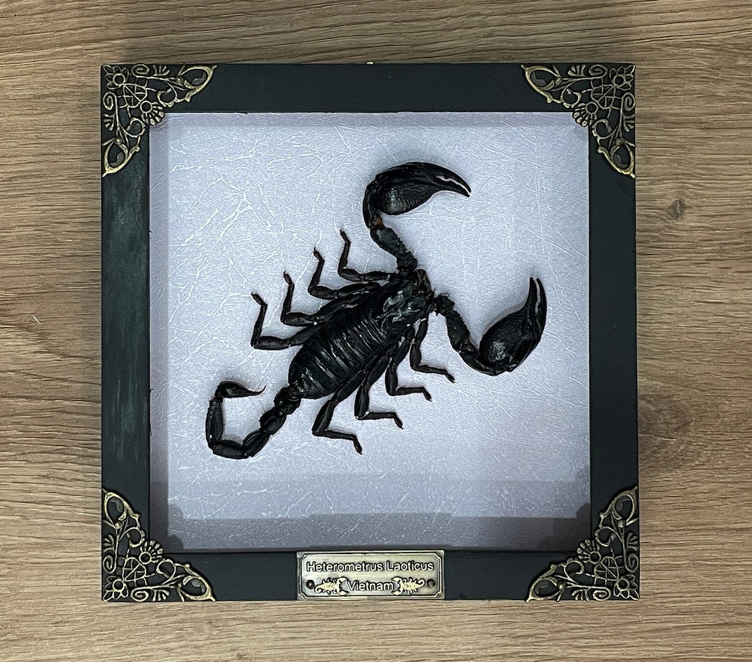 Real Scorpion Frame Insect Bug Oddities Specimen Handmade Shadow Box ...