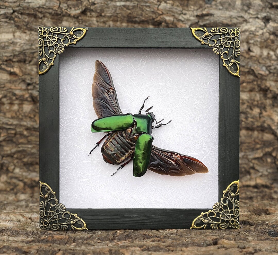 Vintage Framed Green Rhomborhina Scarab Beetle Real Dried Insect ...