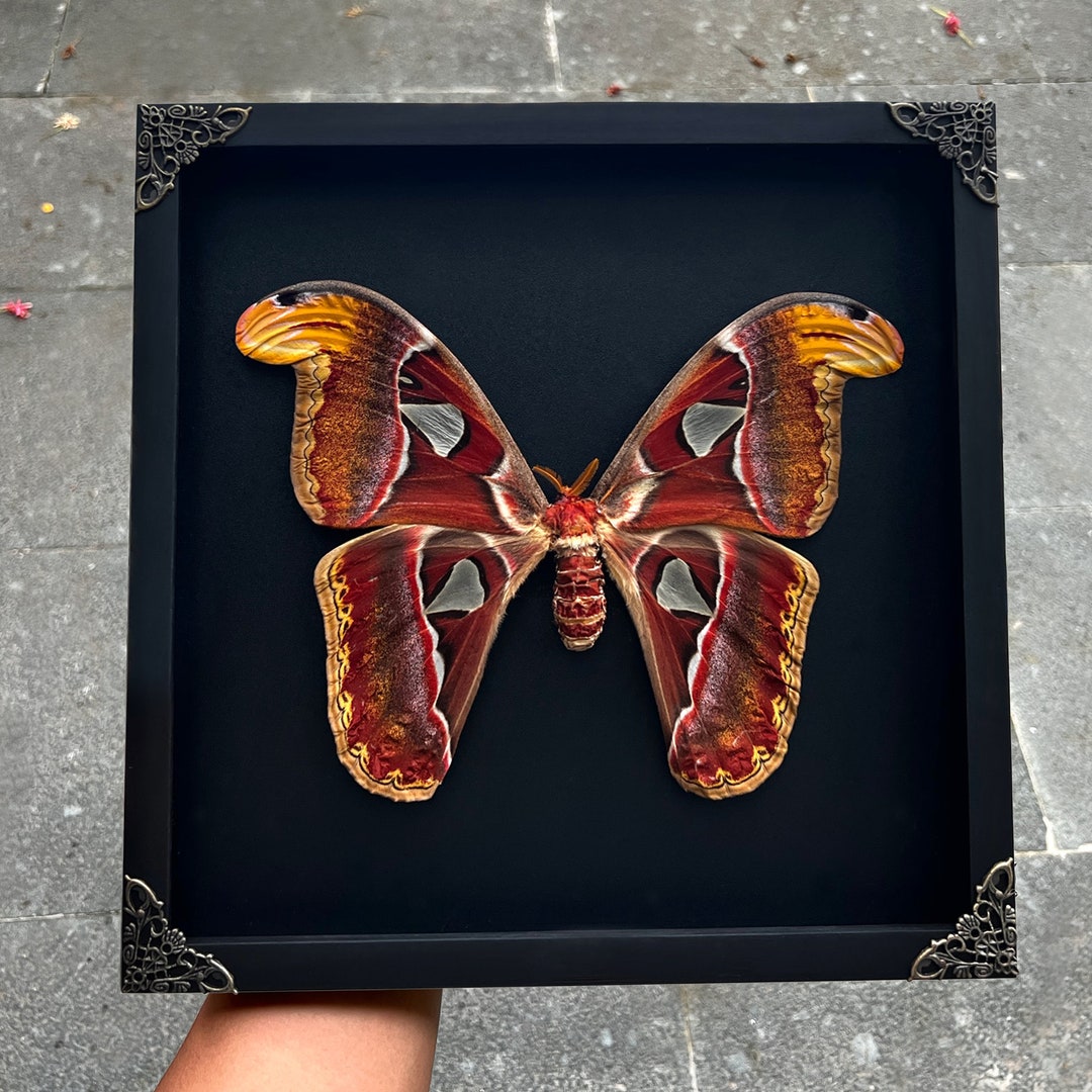 Real Framed Giant Atlas Moth Shadow Box Dead Insect Shadow Box - Etsy