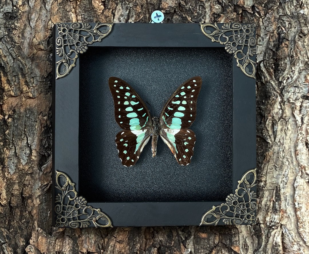 Real Framed Blue Butterfly Dried Insect Beetles Wooden Handmade Frame ...