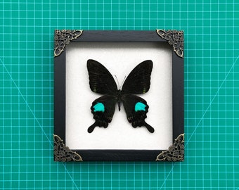 Large Bug Shadow Box - Etsy