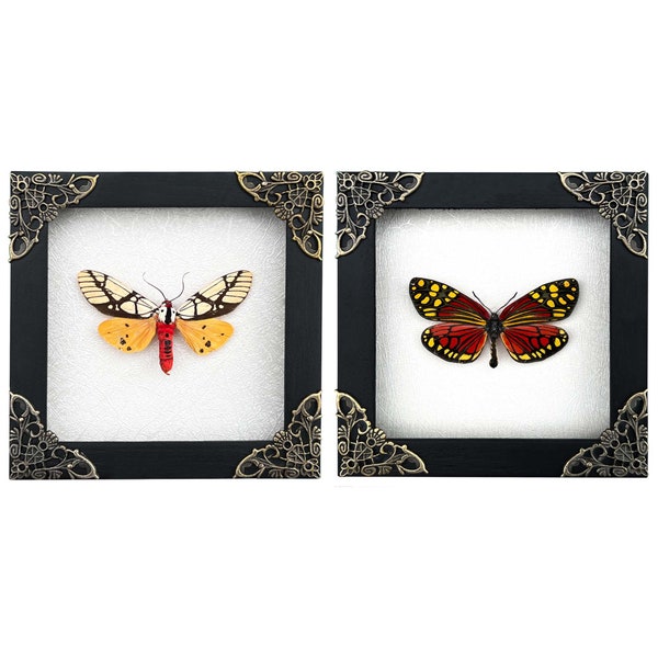 Moth Shadow Box - Etsy