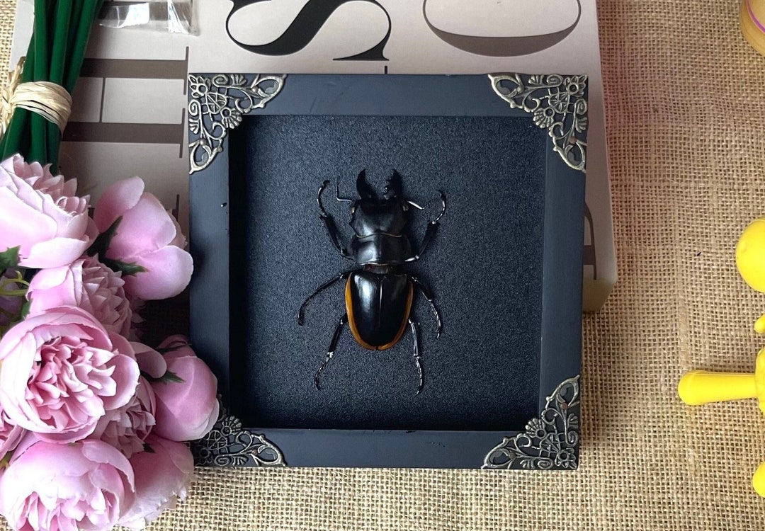 Handmade Real Black Mounted Bug Framed Insect Taxidermy Dried Beetle ...