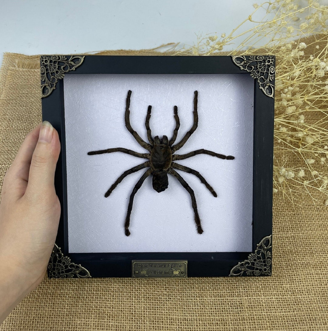 Real Framed Giant Tarantula Spider Dried Beetle Shadow Box - Etsy