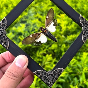 Framed Cicada Shadow Box Real Specimen Insect Dried Collection ...