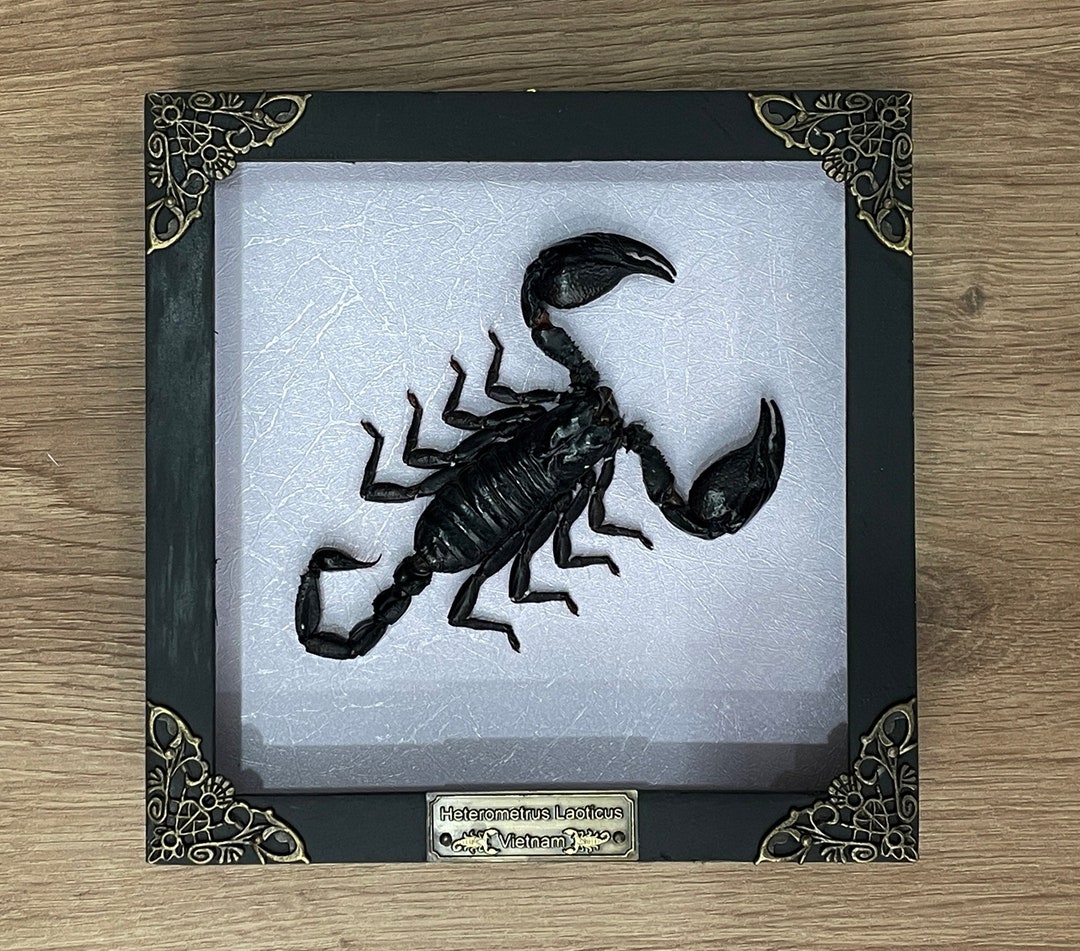 Framed Scorpion Collection Display Real Dried Insect Anniversary Gift ...