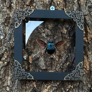 Vintage Framed Blue Carpenter Bee Dried Taxidermy Beetle Bug Frame ...