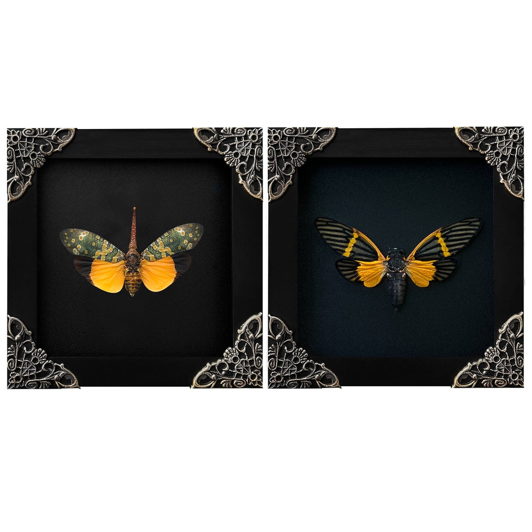 Real 2 Framed Lanternfly & Cicada Insect Dried Entomology Specimen Wall ...