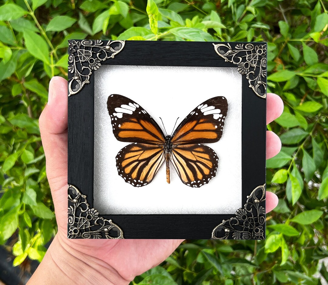 Real Framed Butterfly Dried Insect Shadow Box Taxidermy Wooden Frame ...