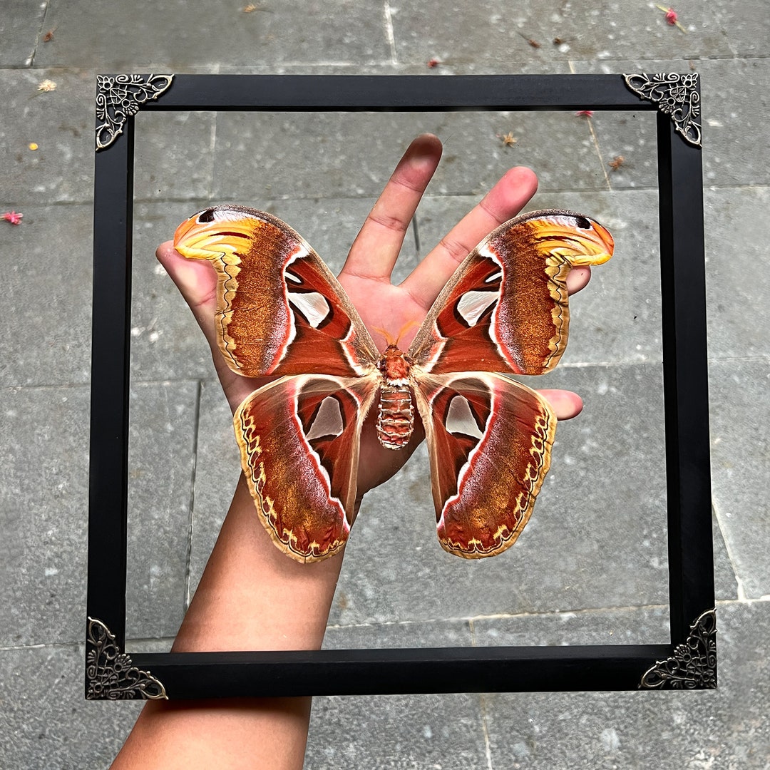 Real Framed Atlas Moth Butterfly Insect Display Dead Insect - Etsy