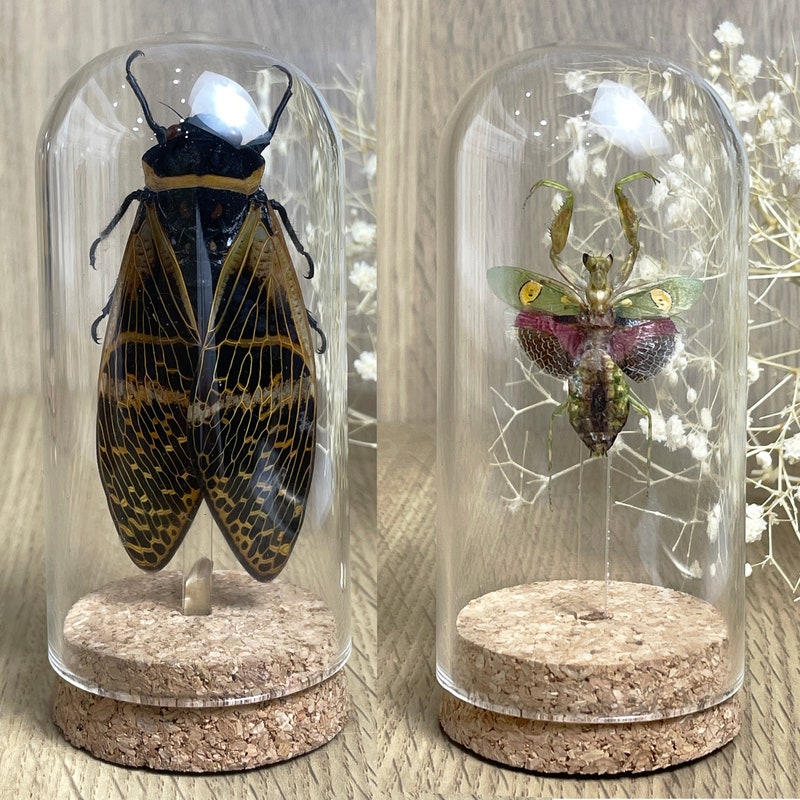 Glass Insects - Etsy