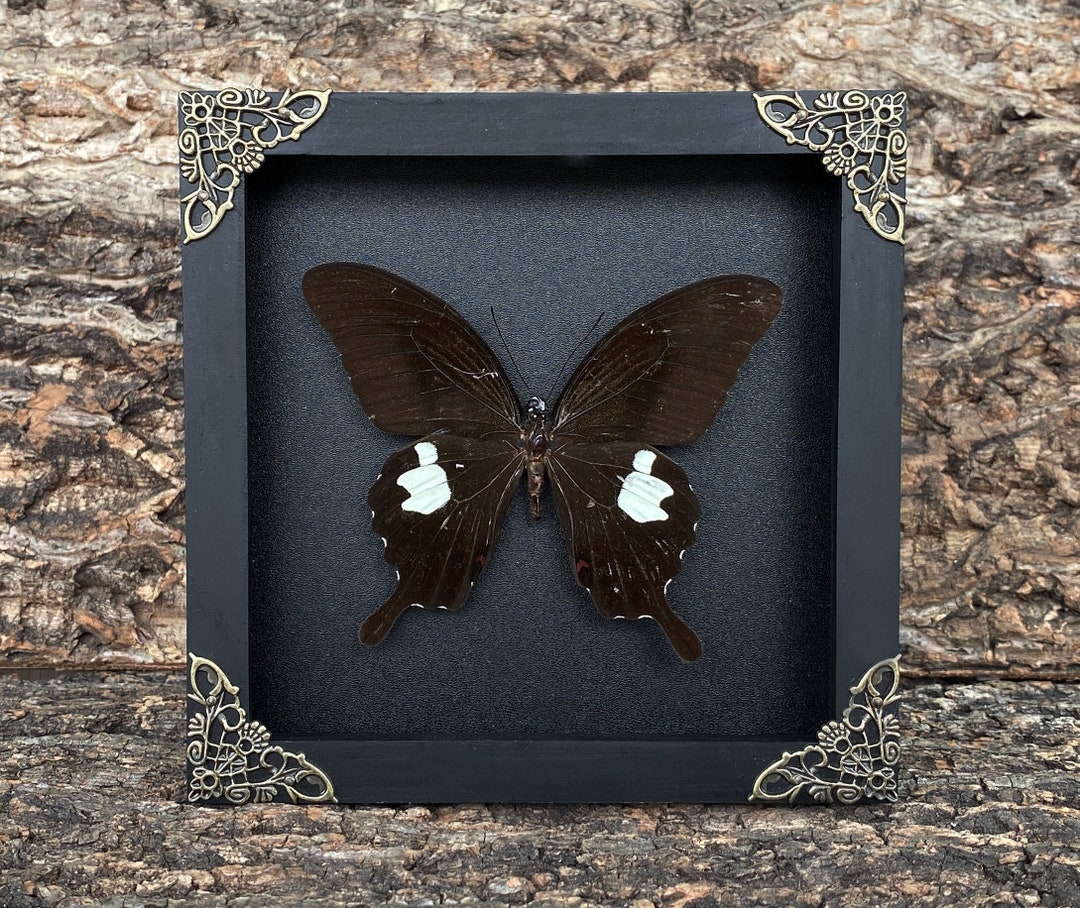 Frame Butterfly Death Real Dried Taxidermy Insects Entomology Lover ...