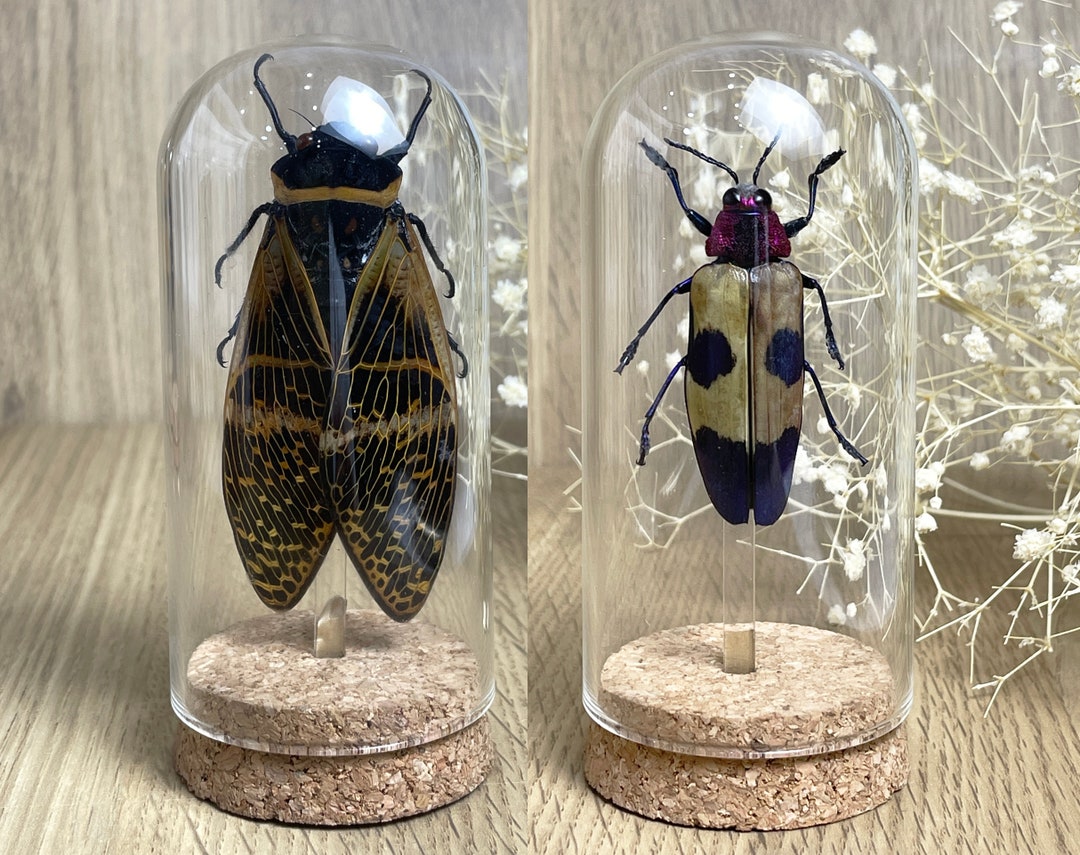 2 Beetle Cicada Glass Dome Preserve Insects in Bell Jar Taxidermied ...