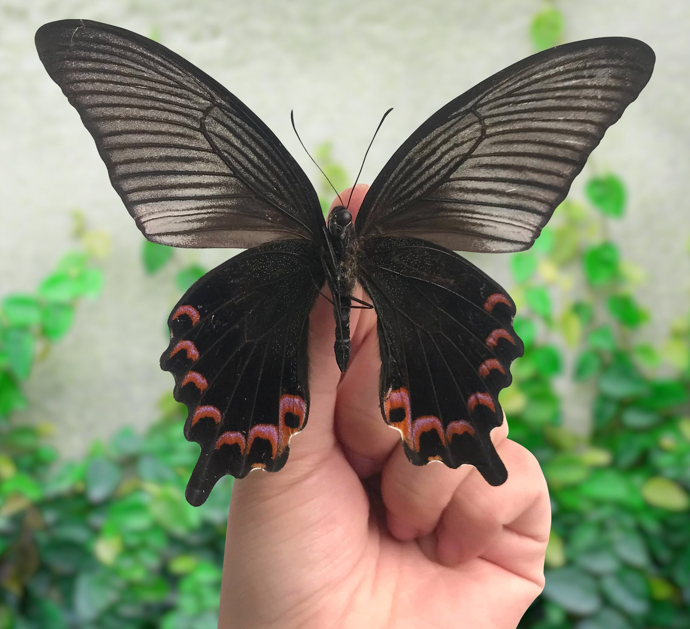 Real Spread Butterfly Papillio Mounted Pinned Insect Taxidermy ...