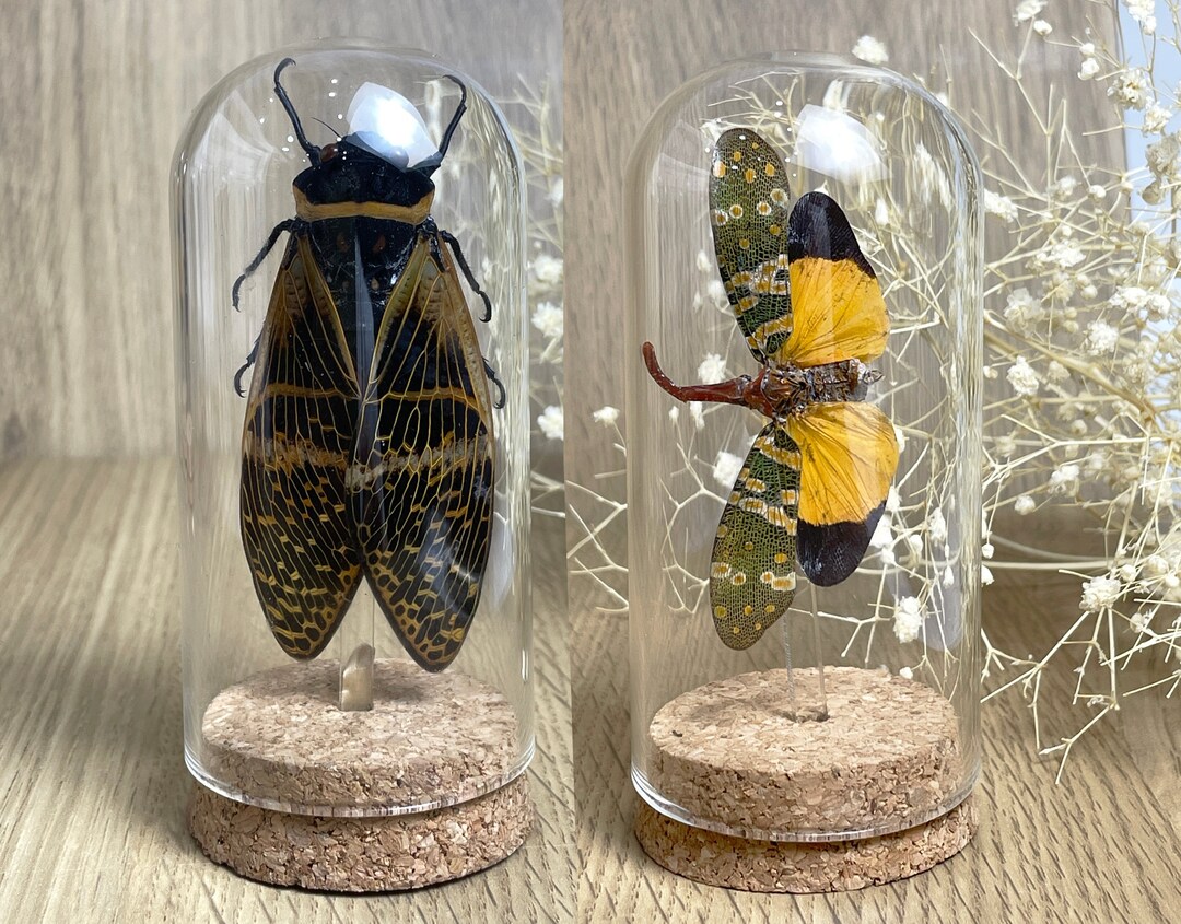 Pack 2 Cicadas in Glass Dome Entomology Gift Dried Insect Taxidermy ...