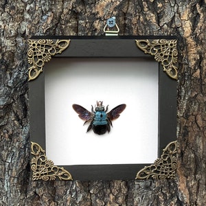 Vintage Framed Blue Carpenter Bee Dried Taxidermy Beetle Bug Frame ...