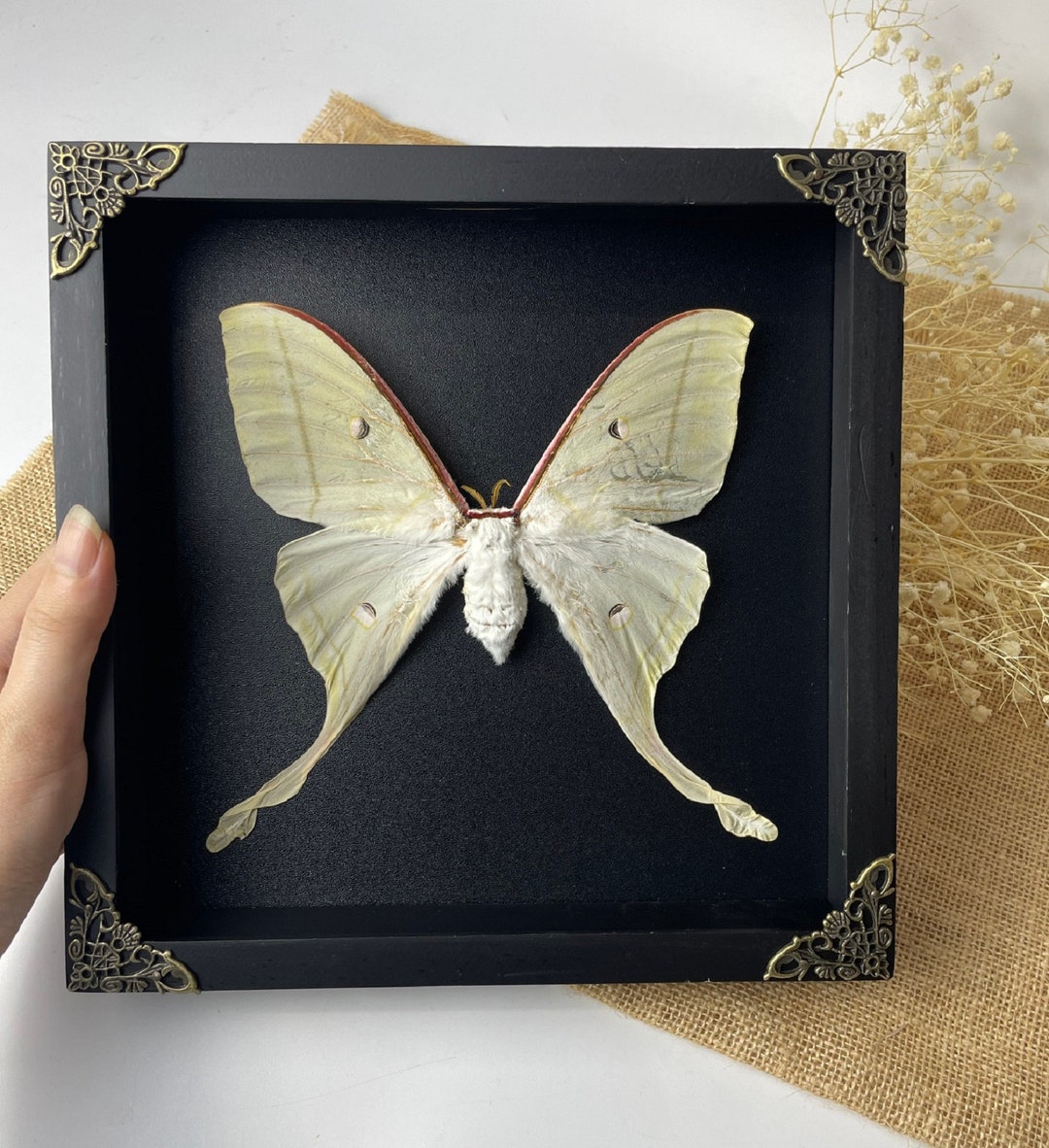 real-framed-giant-actias-luna-moth-entomology-insect-specimen-art