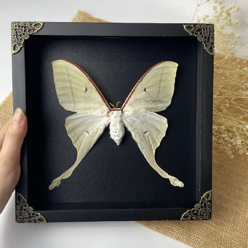 Framed Insects - Etsy