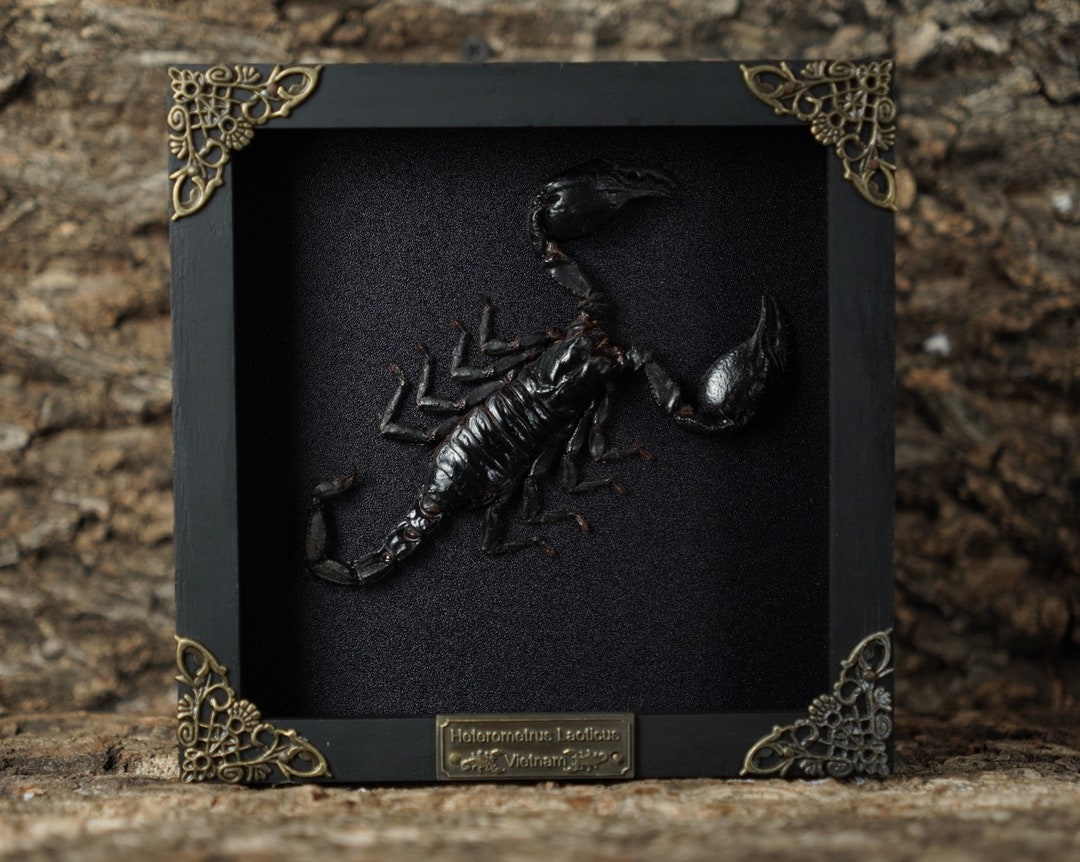 Real Frame Scorpion Decor Dried Insect Art Goth Decoration Scary ...