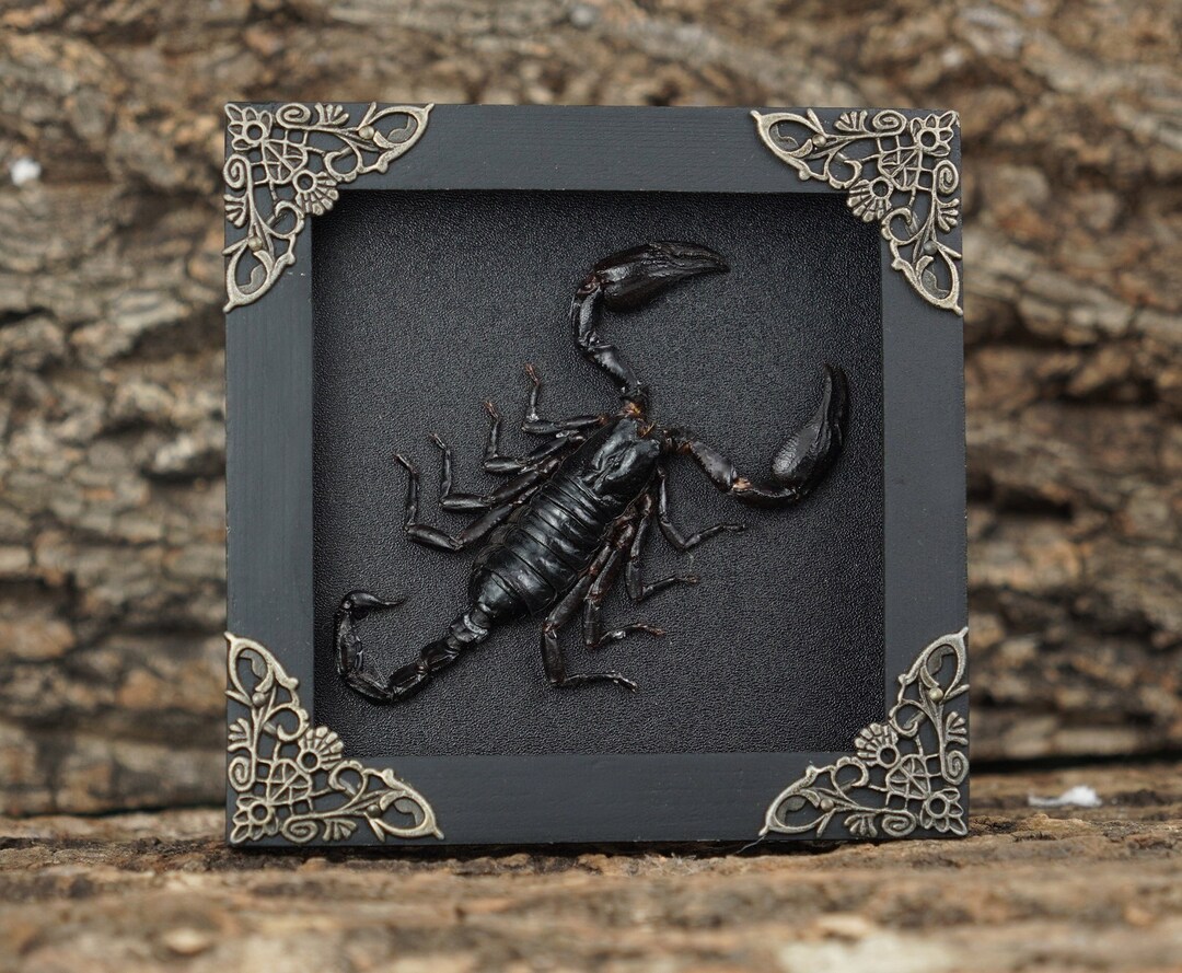 Framed Scorpion Shadow Box Handmade Real Dried Presered Insect ...
