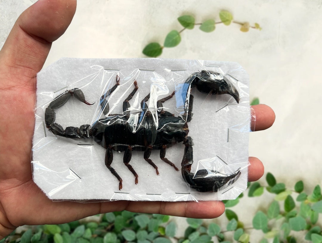 Real Scorpions Insect Taxidermy Giant Forest Dried Scorpions Dead ...