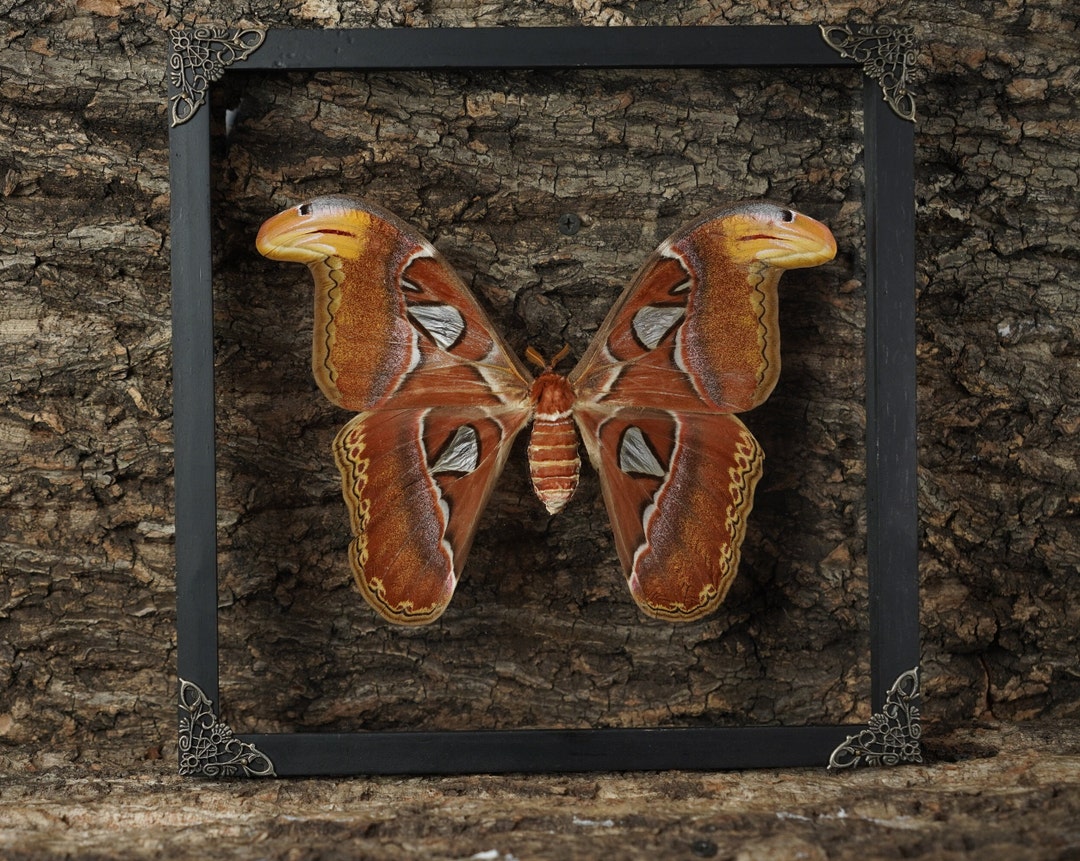Real Framed Atlas Moth Butterfly Insect Display Dried Insect Shadow Box ...