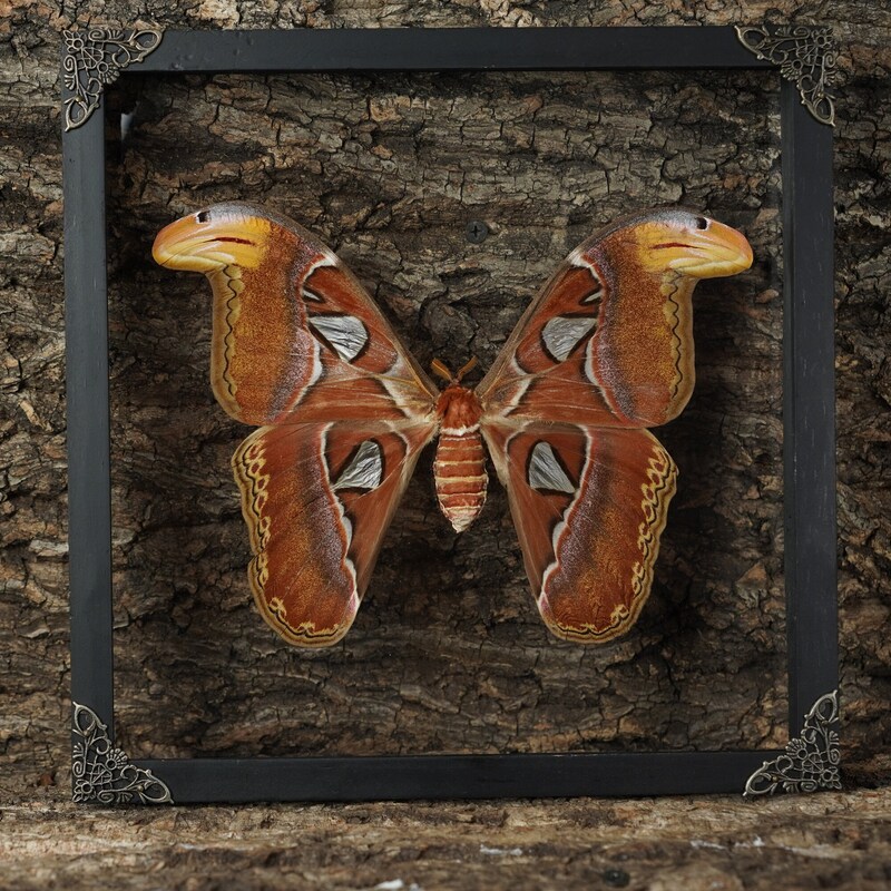 Framed Insects - Etsy