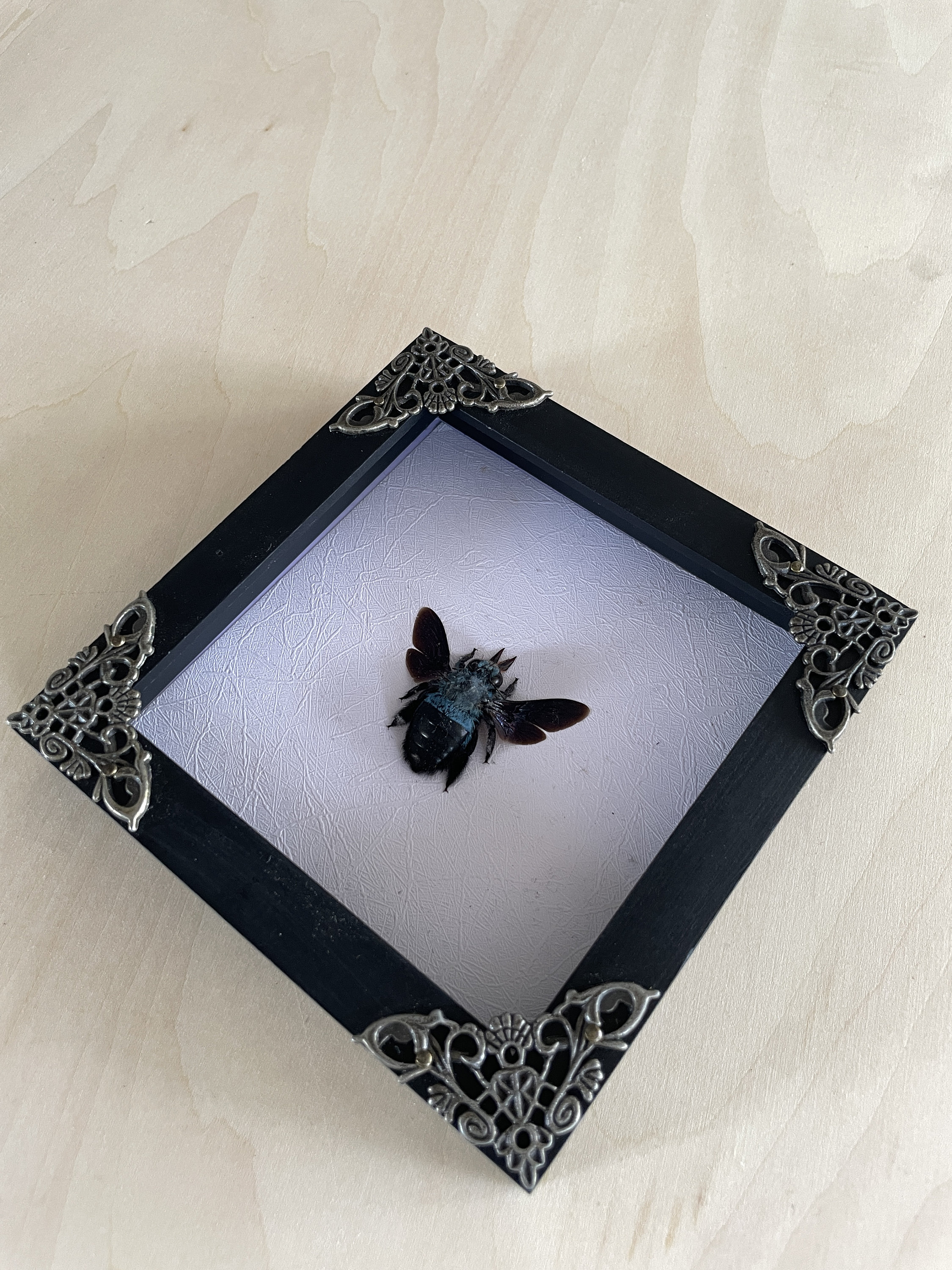 Vintage Framed Blue Carpenter Bee Dried Taxidermy Beetle Bug - Etsy