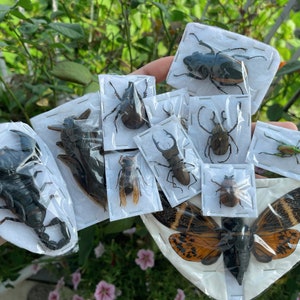 Pack of 15 Beetles Taxidermy scorpion, Cicadas, Stag Beetle... Mounted ...