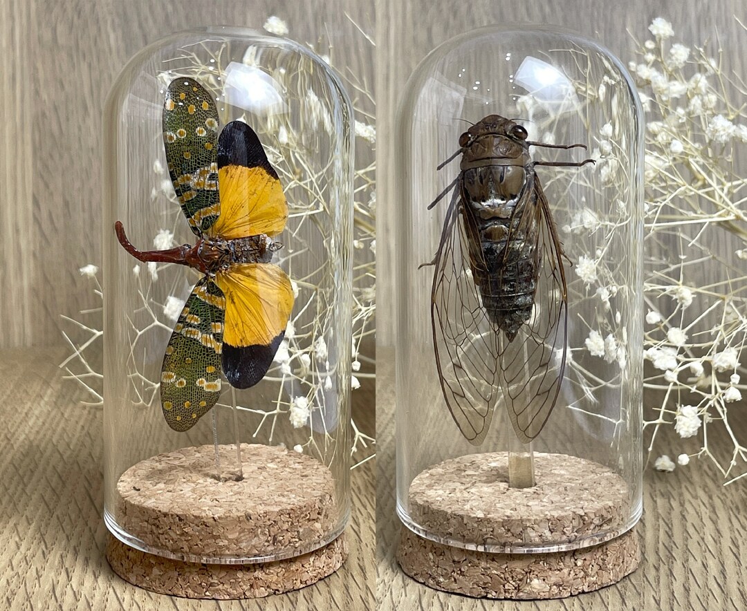 2 Cicada Lanternfly Taxidermy Glass Dome Preserved Insect in Bell Jar ...
