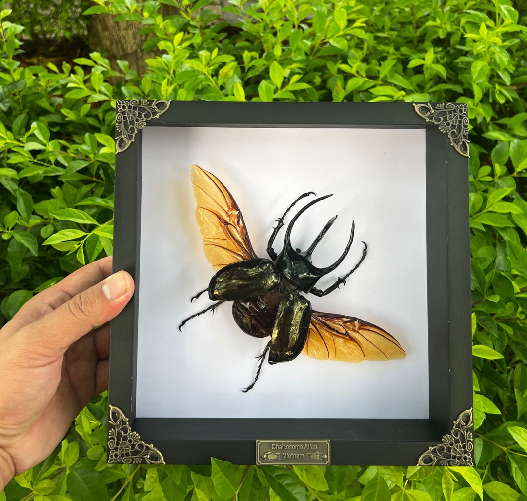 Giant Atlas Beetle Framed Entomology Insect Specimen Beetle - Etsy