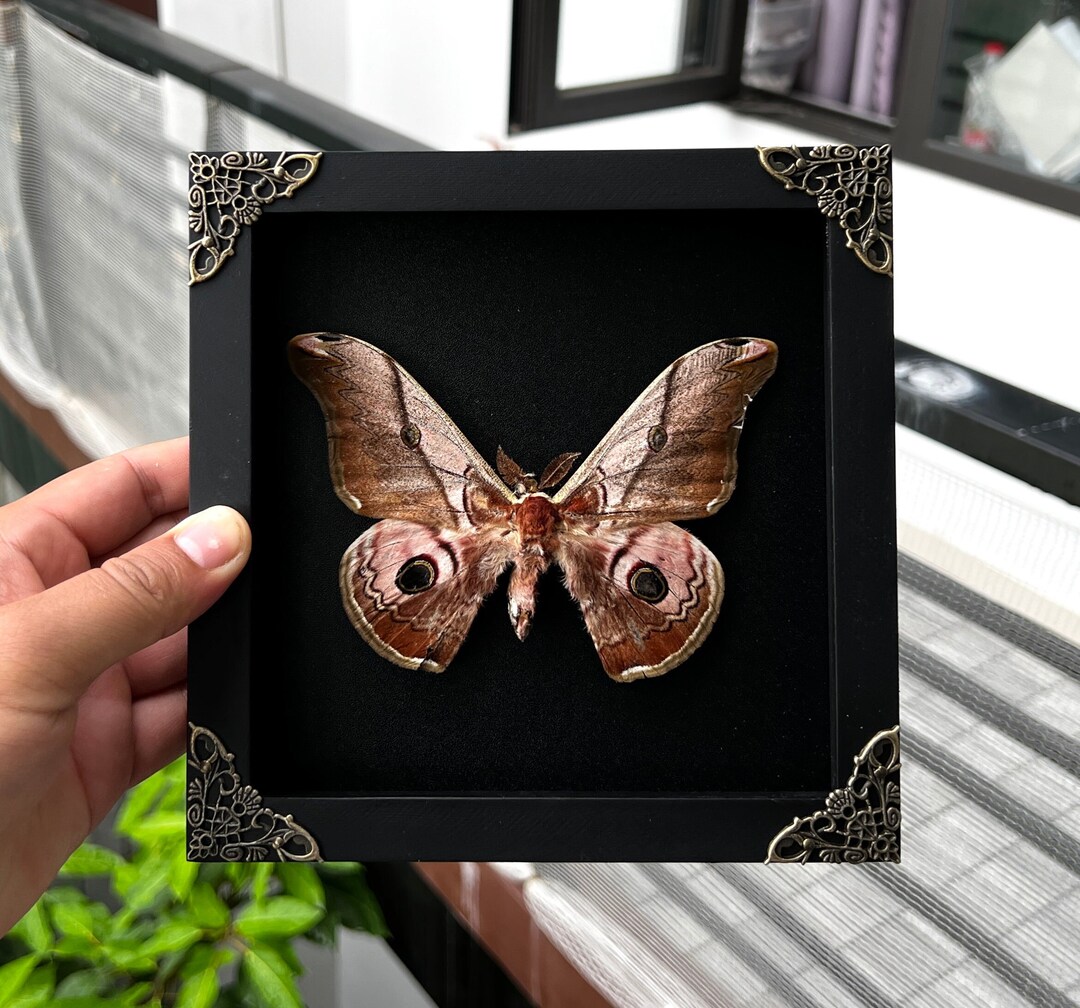 Framed Butterfly Moth Shadow Box Real Dried Insect Display Oddities ...