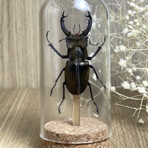 2 Beetle Cicada Glass Dome Preserve Insects in Bell Jar Taxidermied ...
