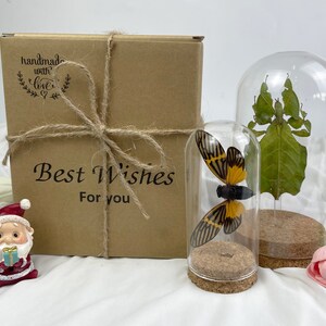 2 Beetle Cicada Glass Dome Preserve Insects in Bell Jar Taxidermied ...