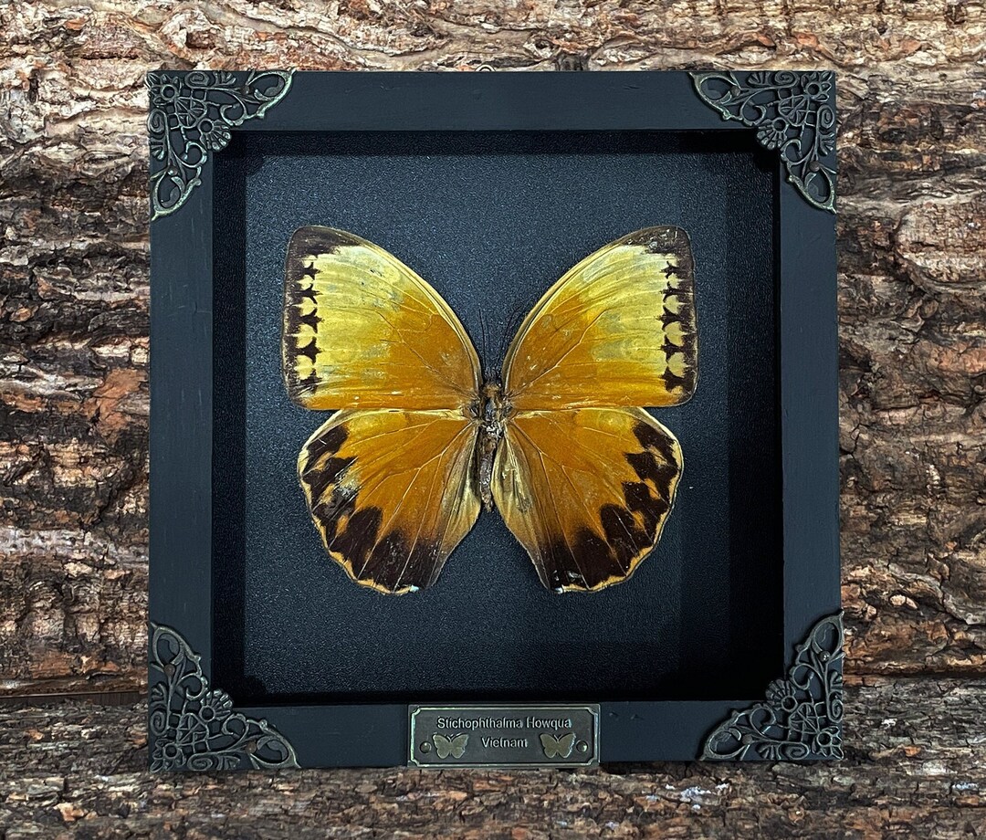 Handmade Mounted Butterfly Insect Taxidermy Yellow Dried Butterfly ...
