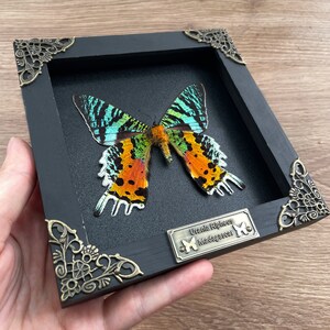 Sunset Moth in Wooden Shadow Box Insect Frame - Butterfly Insect Bug ...