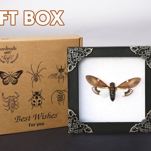 Framed Cicada Shadow Box Real Specimen Insect Dried Collection ...
