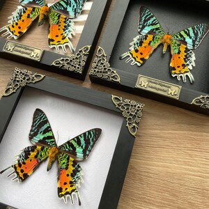 Sunset Moth in Wooden Shadow Box Insect Frame - Butterfly Insect Bug ...