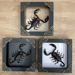 Framed Scorpion Shadow Box Handmade Real Dried Presered Insect ...