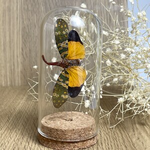 2 Beetle Cicada Glass Dome Preserve Insects in Bell Jar Taxidermied ...