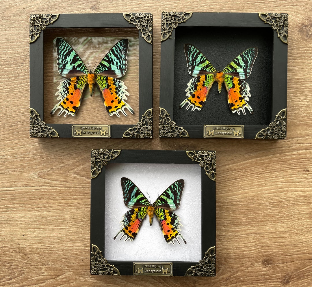 Sunset Moth in Wooden Shadow Box Insect Frame - Butterfly Insect Bug ...