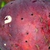 Red Heart Custard Apple Tree: Exotic Annona Squamosa Live Fruit Tree ...