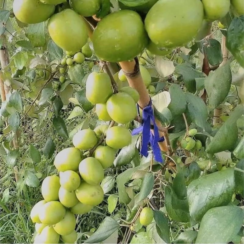 Giant Jujube Trees - Etsy