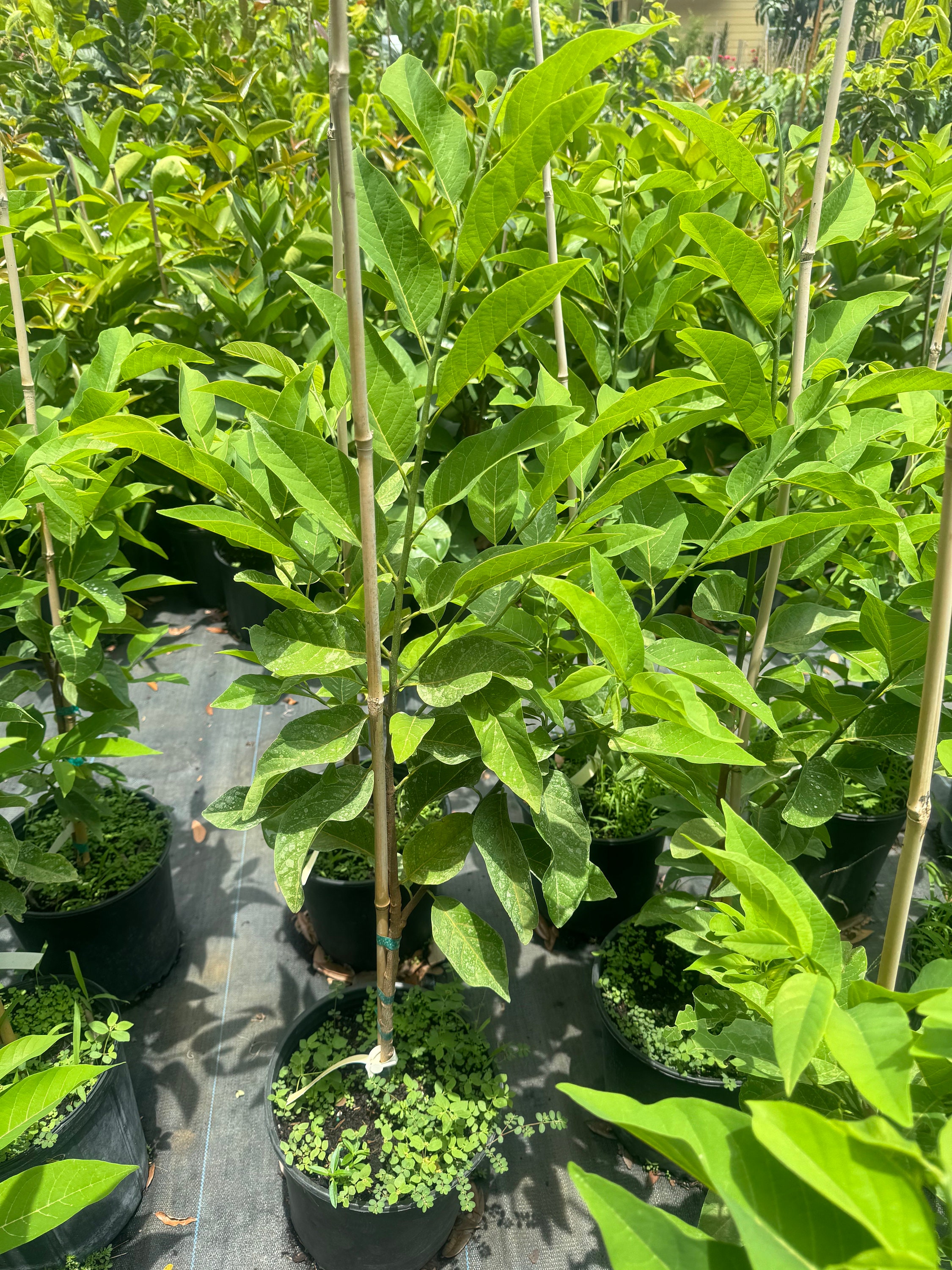 Organic Sugar Apple/ Custard Apple Tree 3ft Tall Trees. ( No Shipping ...