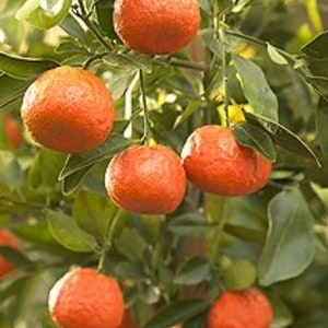 Dancy Tangerine Tree (grafted) 3 Feet Tall. No Shipp to CA. - Etsy