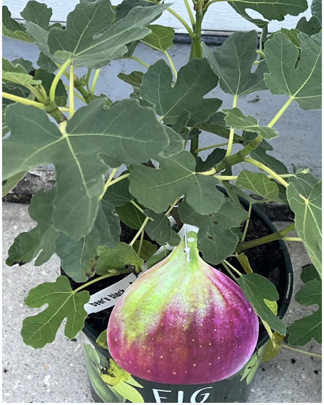 Dwarf Fig Tree( Beer’s Black) Almost 2ft.no Shipping Ca - Etsy