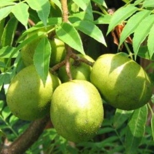 Dwarf June Plum Almost 3ft Tree With Flowers. No Ship to Ca. - Etsy